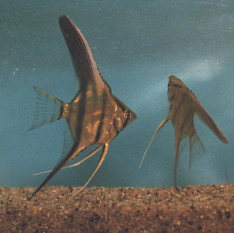 This is the "Gold Zebra" Angelfish Photo Gallery